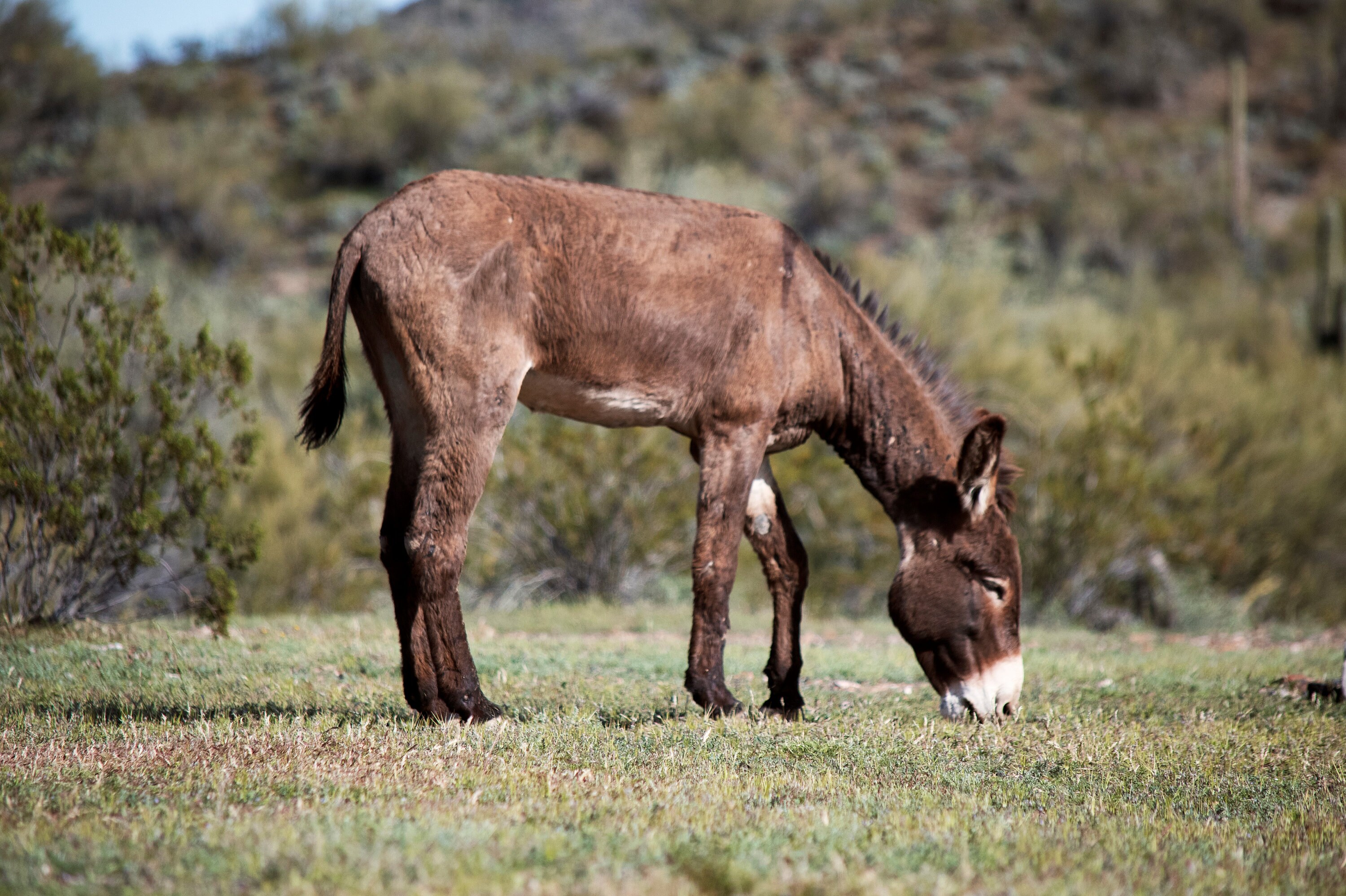 Digital Download - Wild Burro in Arizona - Instant Digital Download ...