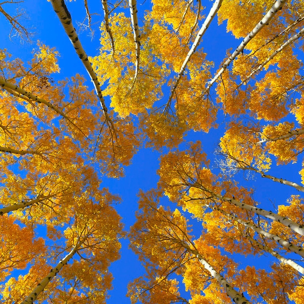 Flagstaff Peaks Art - Etsy