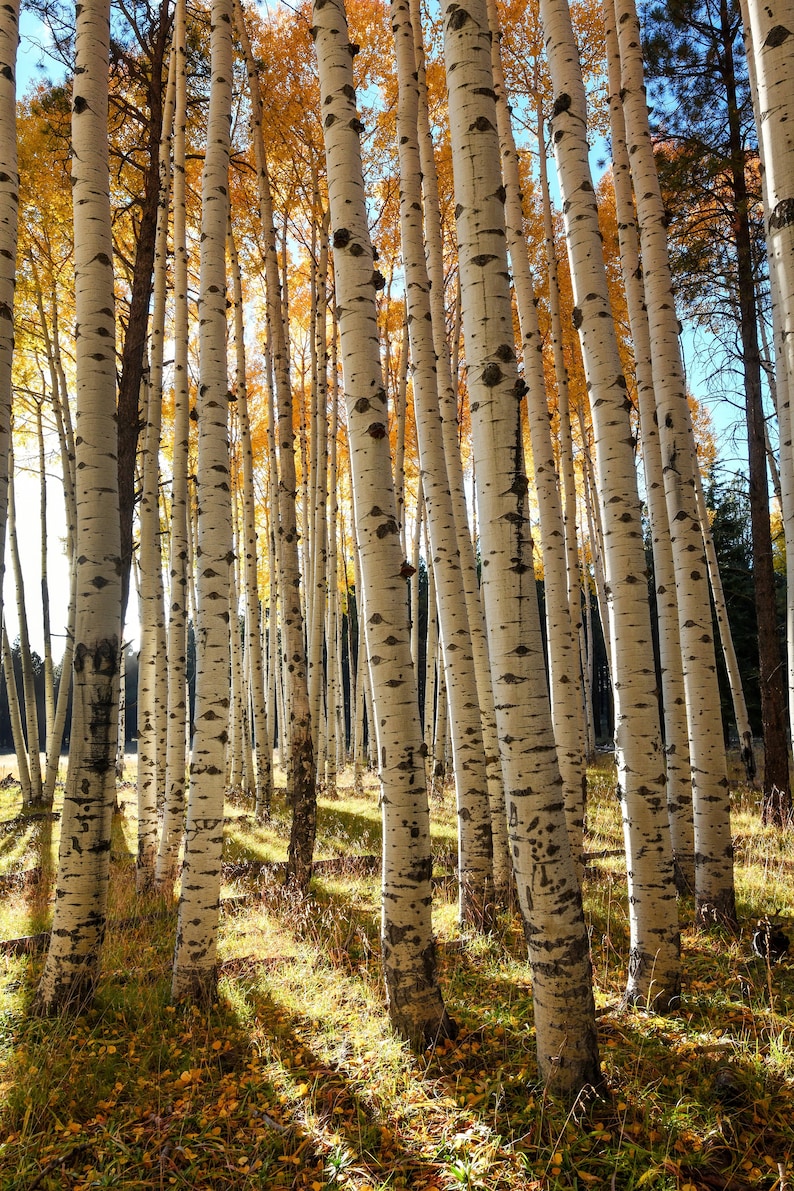 Digital Download - Aspen Trees in Fall on the San Francisco Peaks ...