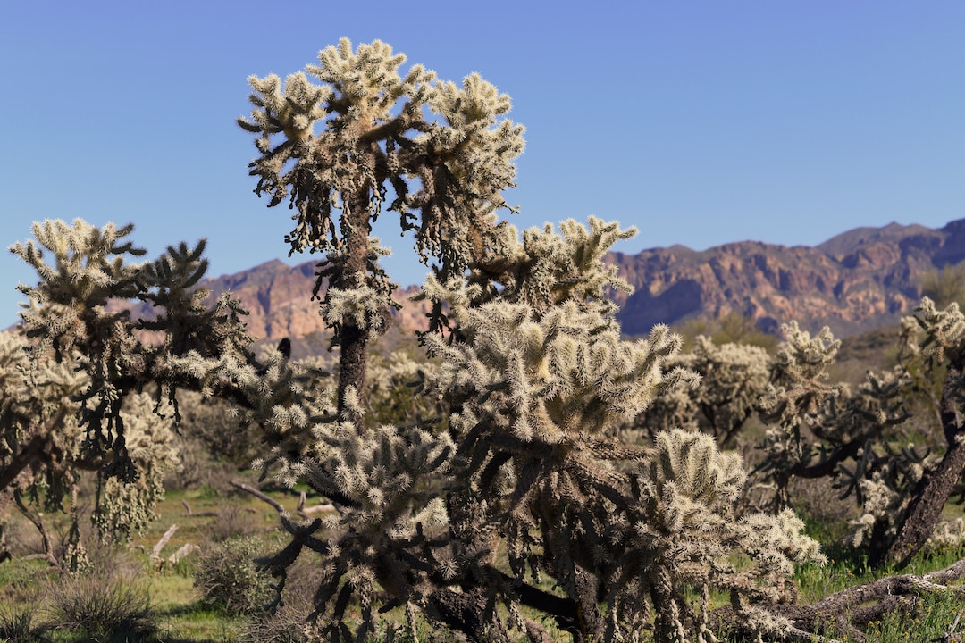 Digital Download - Jumping Cholla Cactus- Instant Digital Download ...