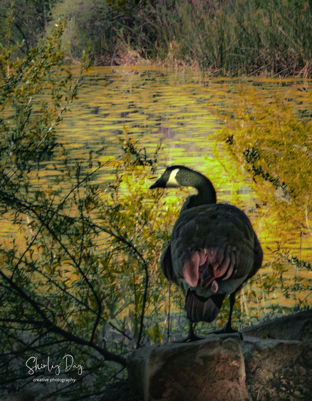 Goose Wall Art, Bird Watcher Gift, Wildlife Artwork, Bird Nature ...