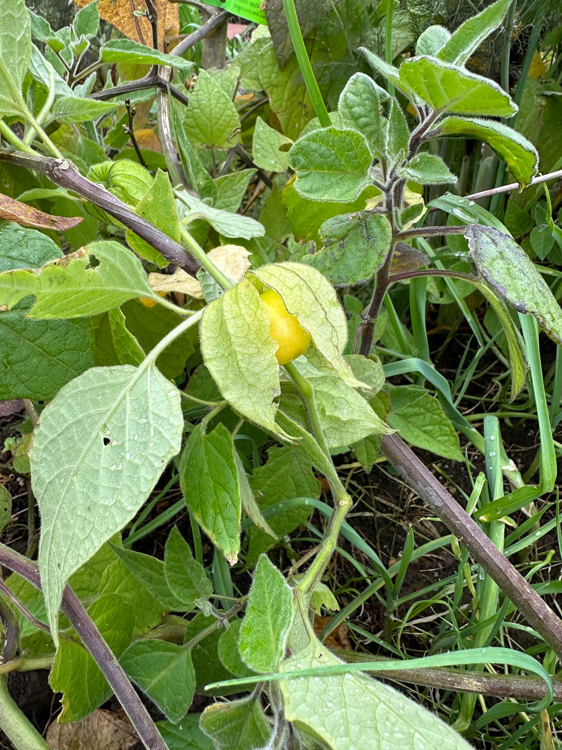 Golden Berry Plant (2 Plants) - Etsy