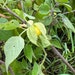 Golden Berry Plant (2 Plants) - Etsy