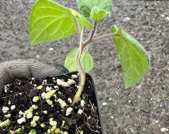 Golden Berry Fruit 2pc Live Plant, Cape Gooseberry, Healthy Fruit ...
