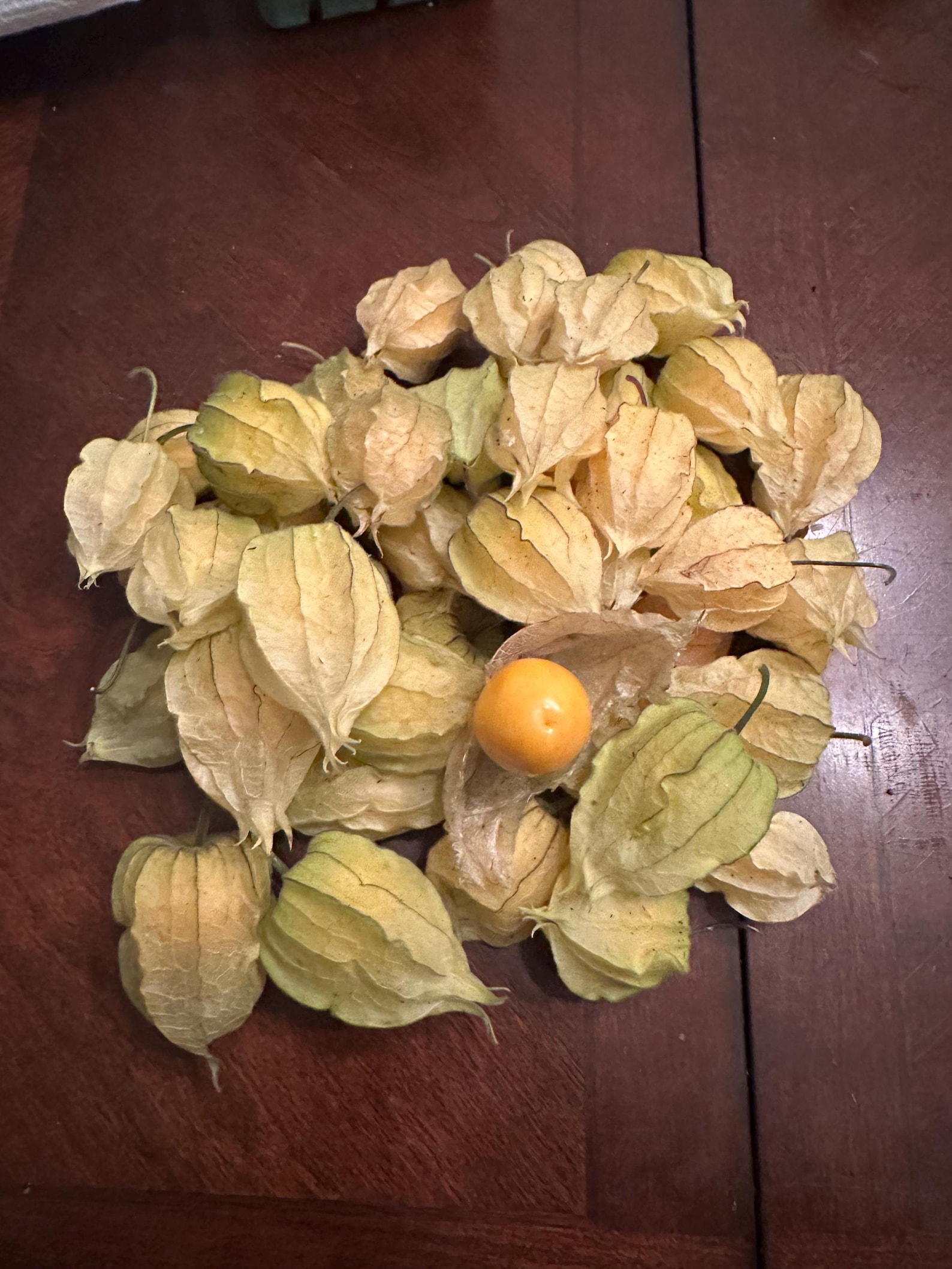 Golden Berry Plant (2 Plants) - Etsy