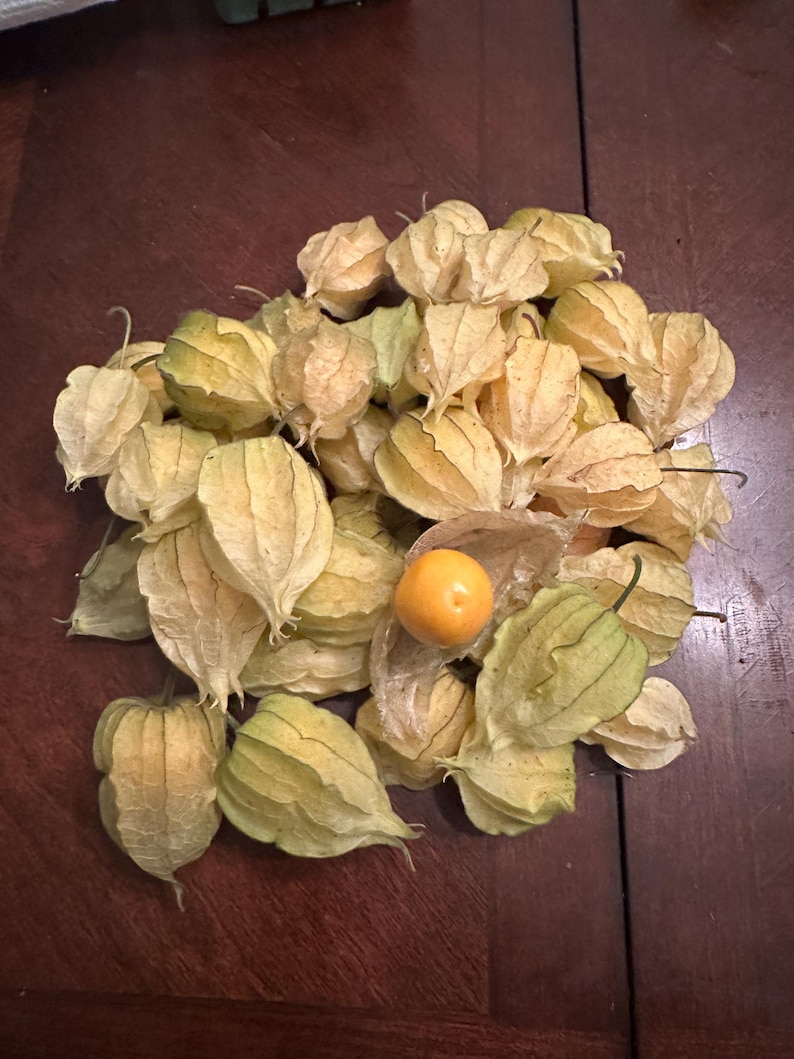 Golden Berry Plant (2 Plants) - Etsy