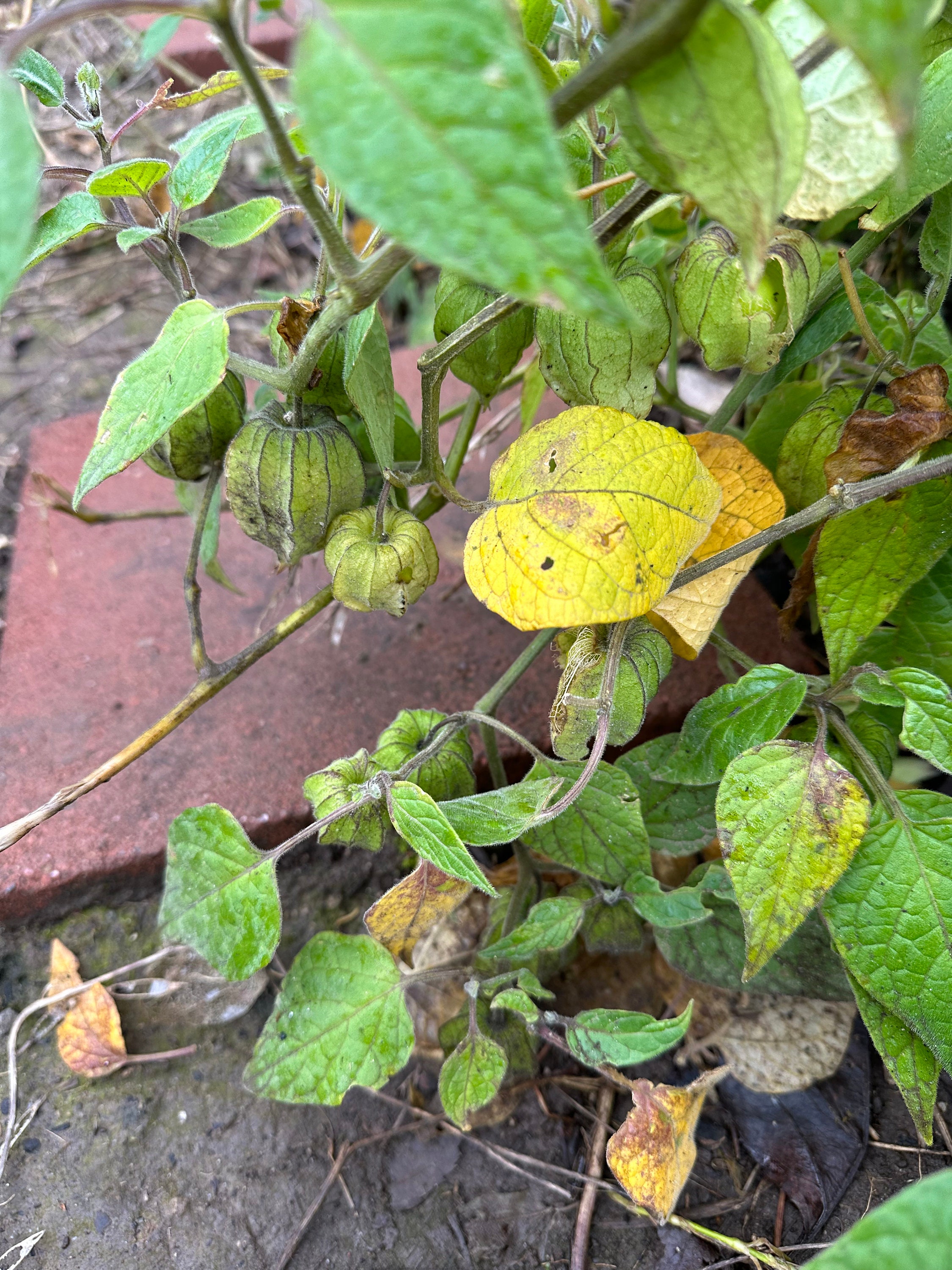 Golden Berry Plant 2 Plants - Etsy