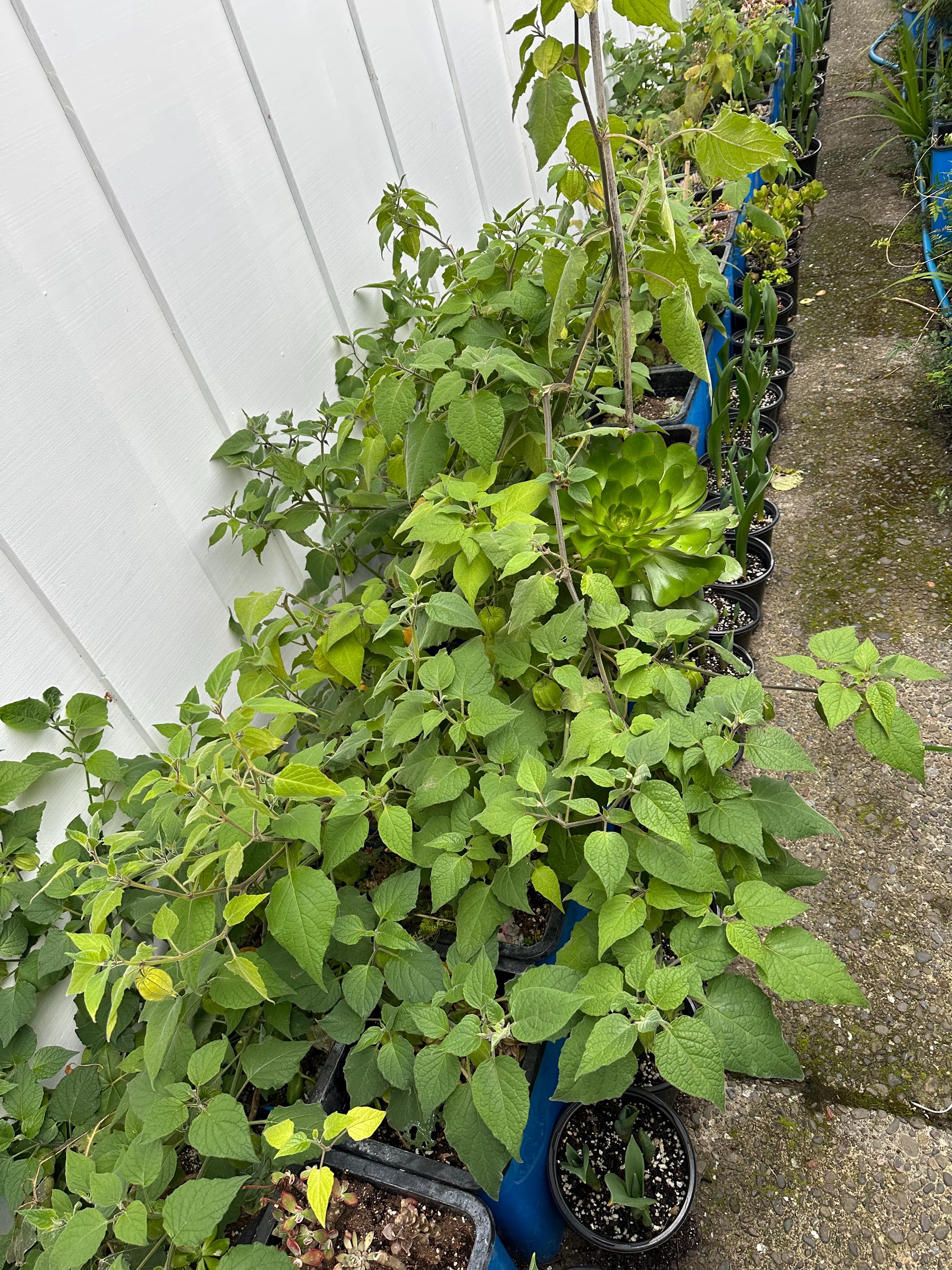 Golden Berry Plant (2 Plants) - Etsy