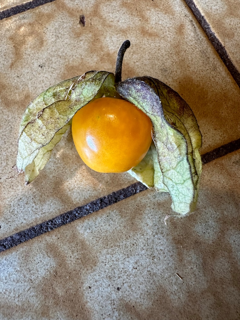 Golden Berry Plant (2 Plants) - Etsy
