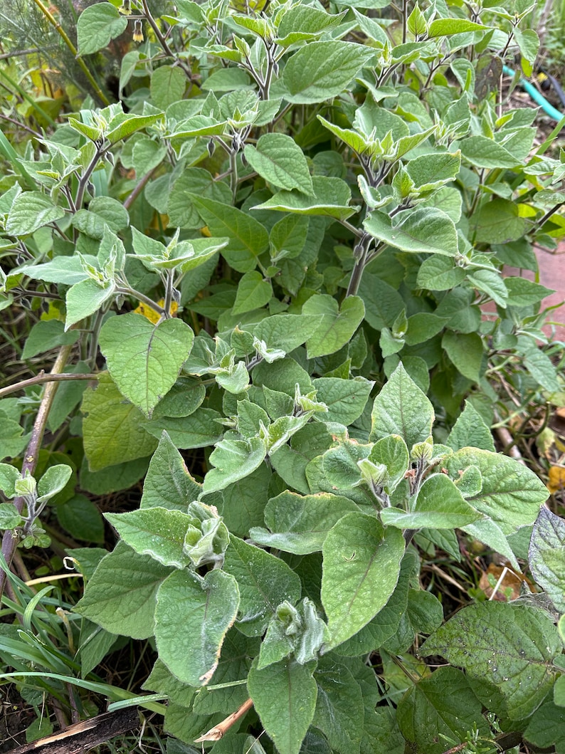 Golden Berry Plant (2 Plants) - Etsy