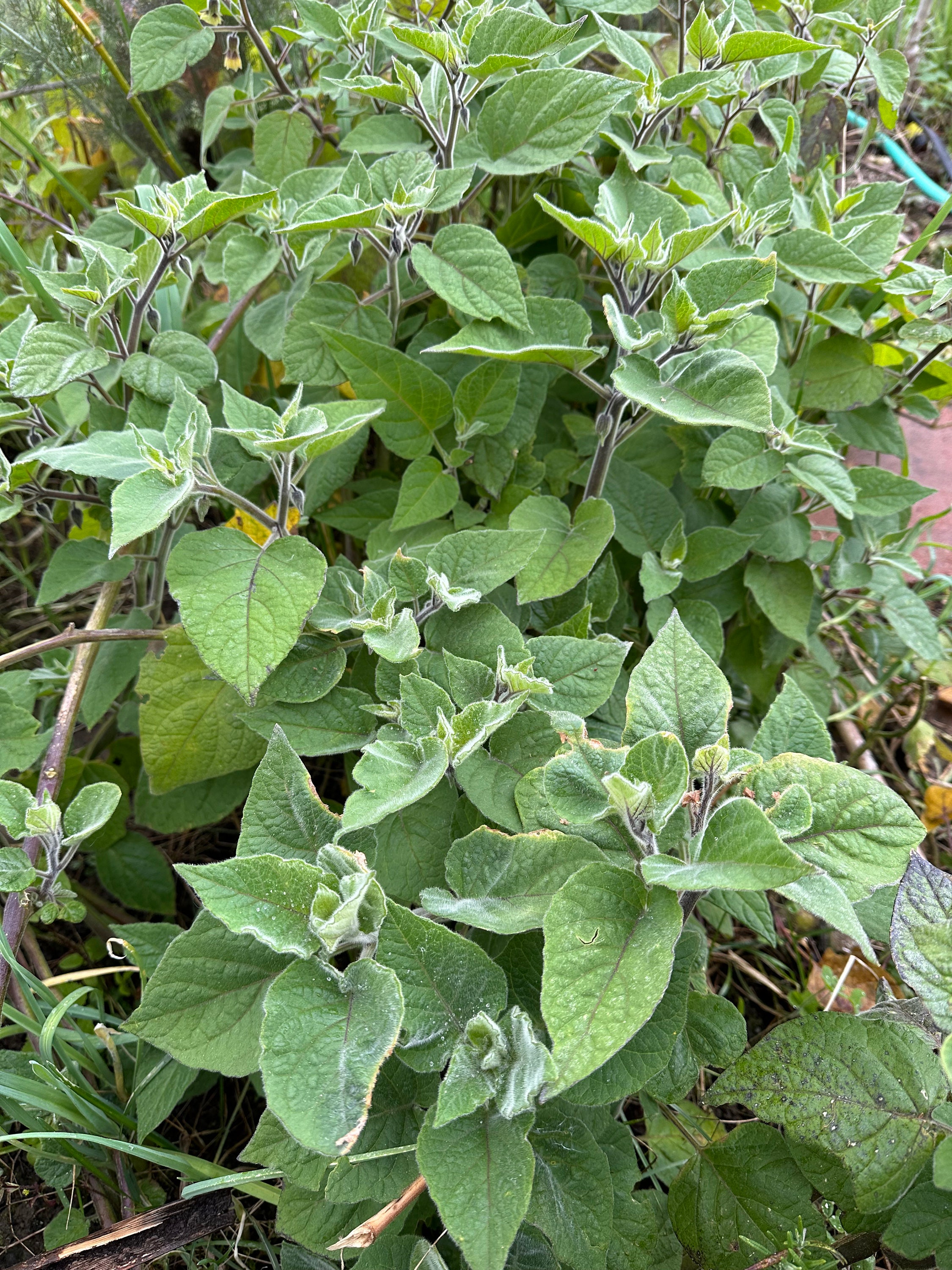 Golden Berry Plant (2 Plants) - Etsy