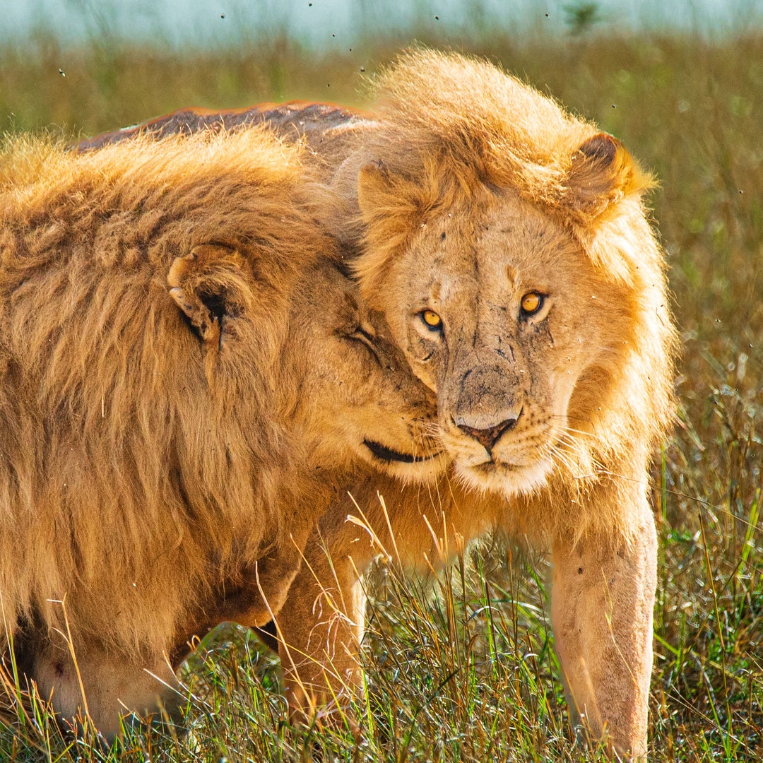 Two Lion Brothers Greet Each Other Affectionately, Photographic Fine ...