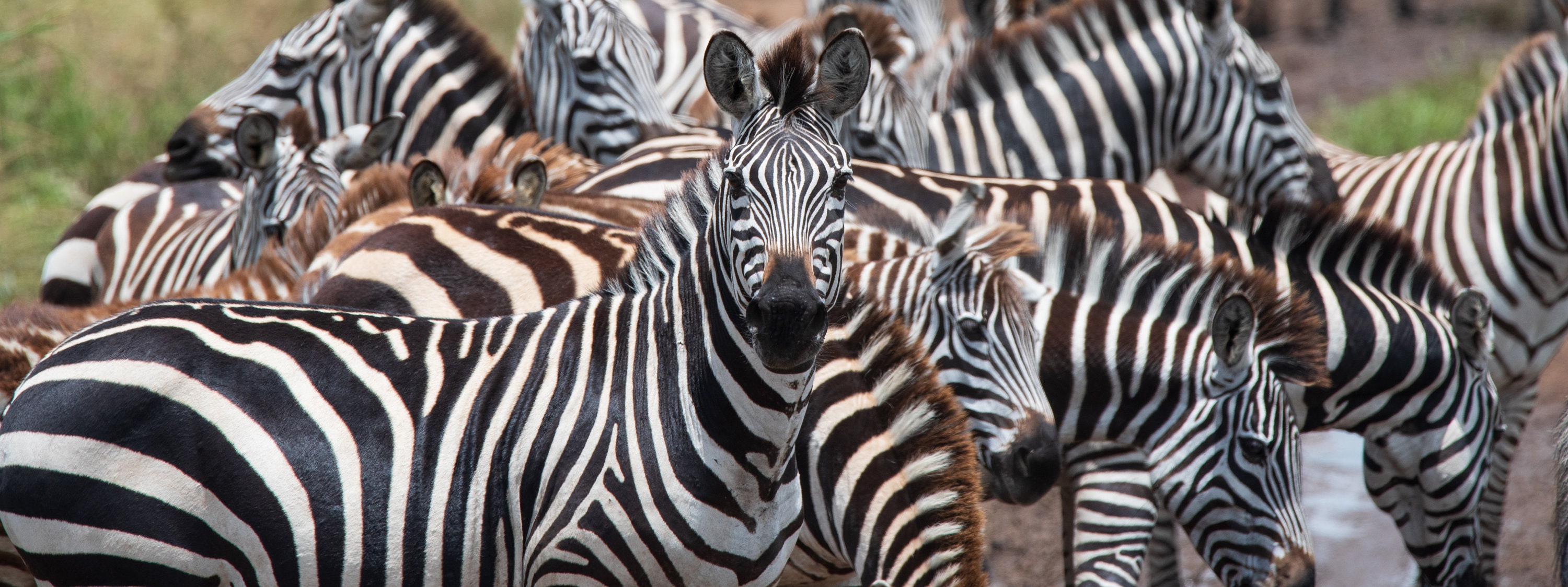 Zebra Making Eye Contact in Front of Herd of Great Migration Fine Art ...