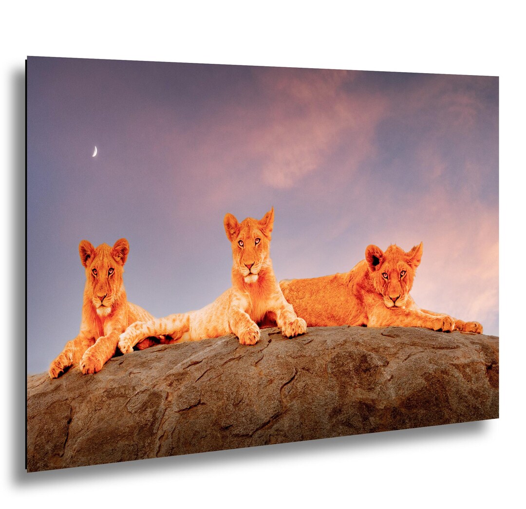 Lion Cub Photography – African Wildlife Sunset Art Print - Etsy