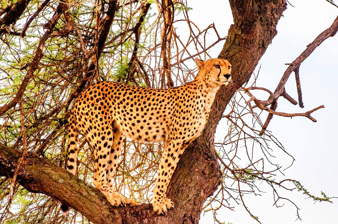 Wild Female Chetah Standing in Tree Oyerlooking Prey on Serengeti Fine ...
