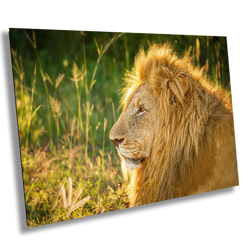 Backlit Canvas - Etsy