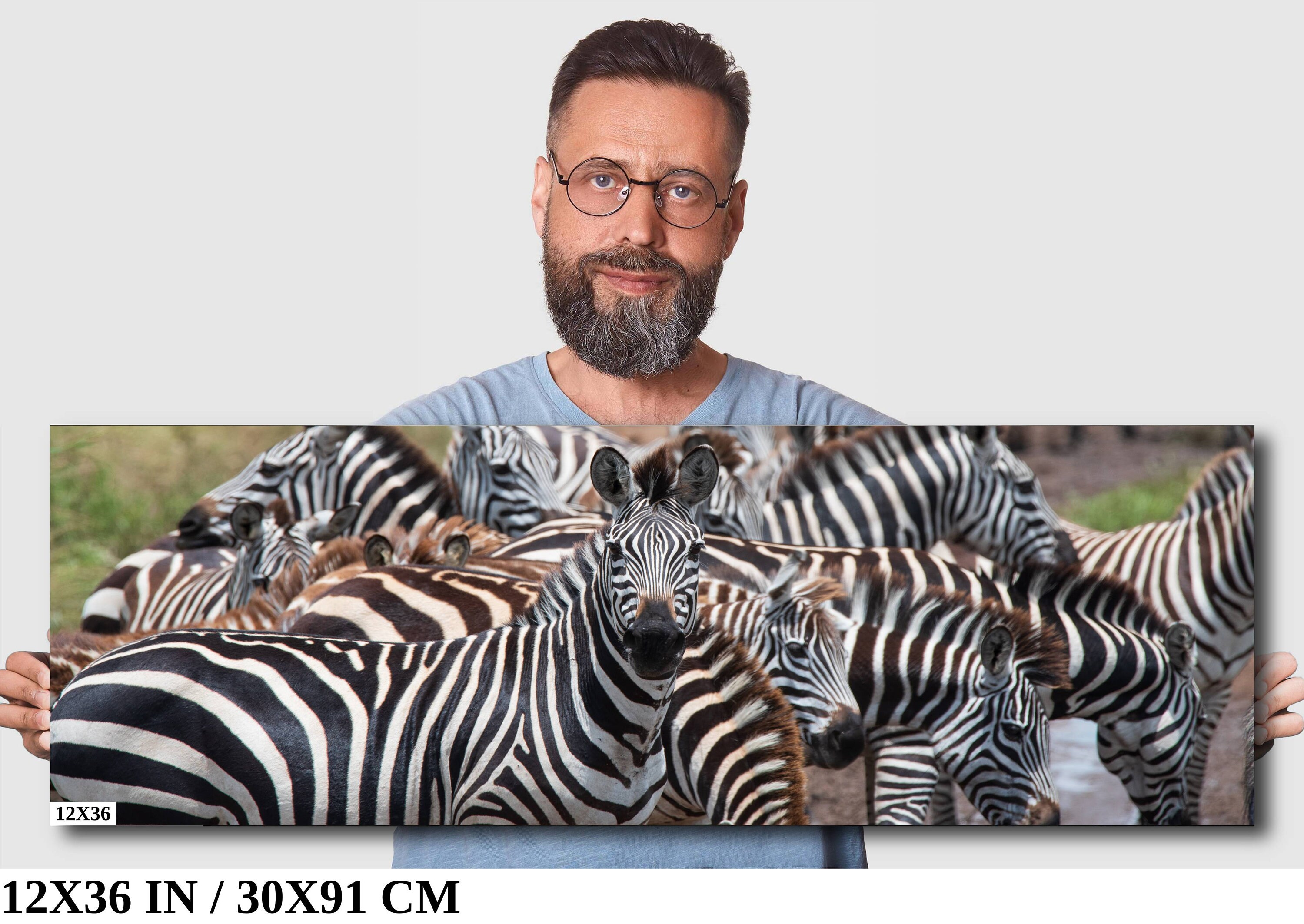 Zebra Making Eye Contact in Front of Herd of Great Migration Fine Art ...