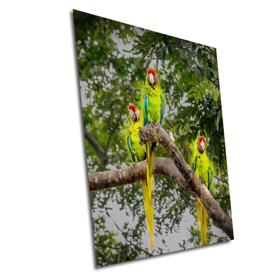 3 Great Green Macaws, Costa Rican Parrots, Colorful Birds in Wild ...