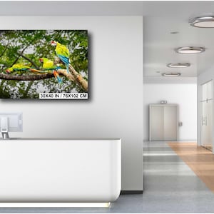 Green Macaw Photography Print, Costa Rica Parrots - Etsy