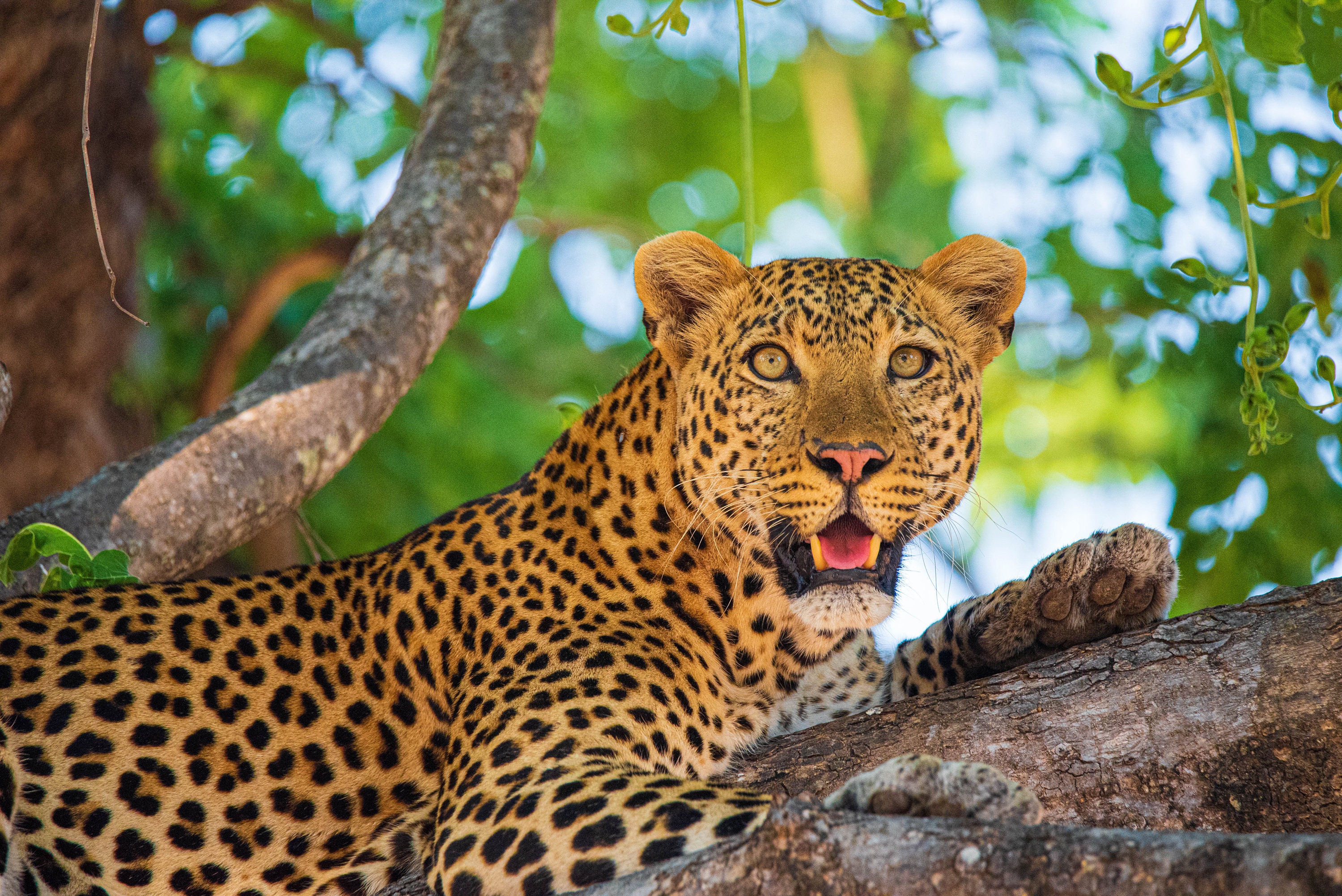 Wild Leopard in Tree Staring at Camera, Photograph on Paper, Acrylic ...