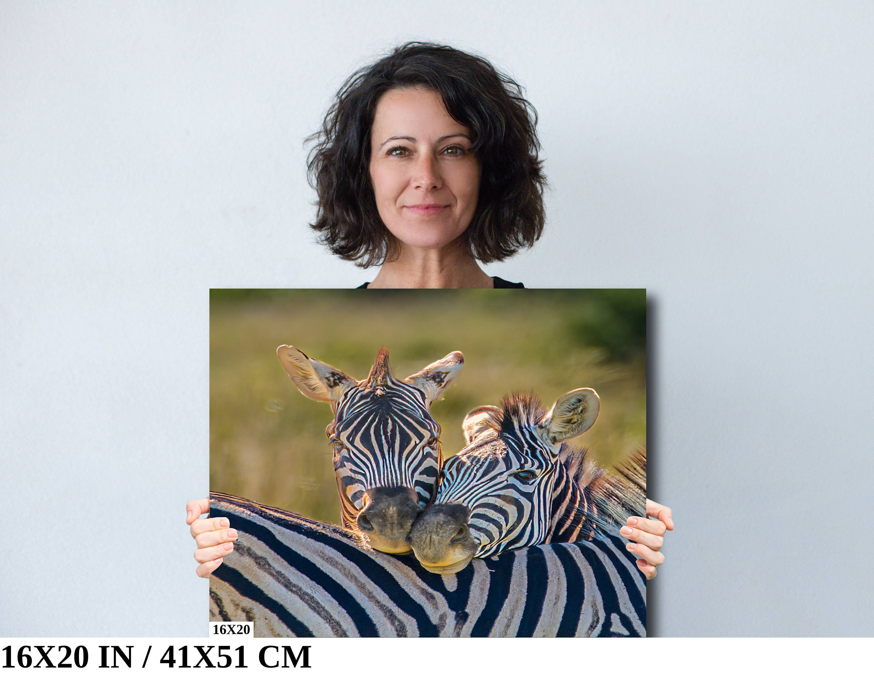 Close up Zebra Looking at Camera 2 Zebras Nuzzling Another Zebra ...