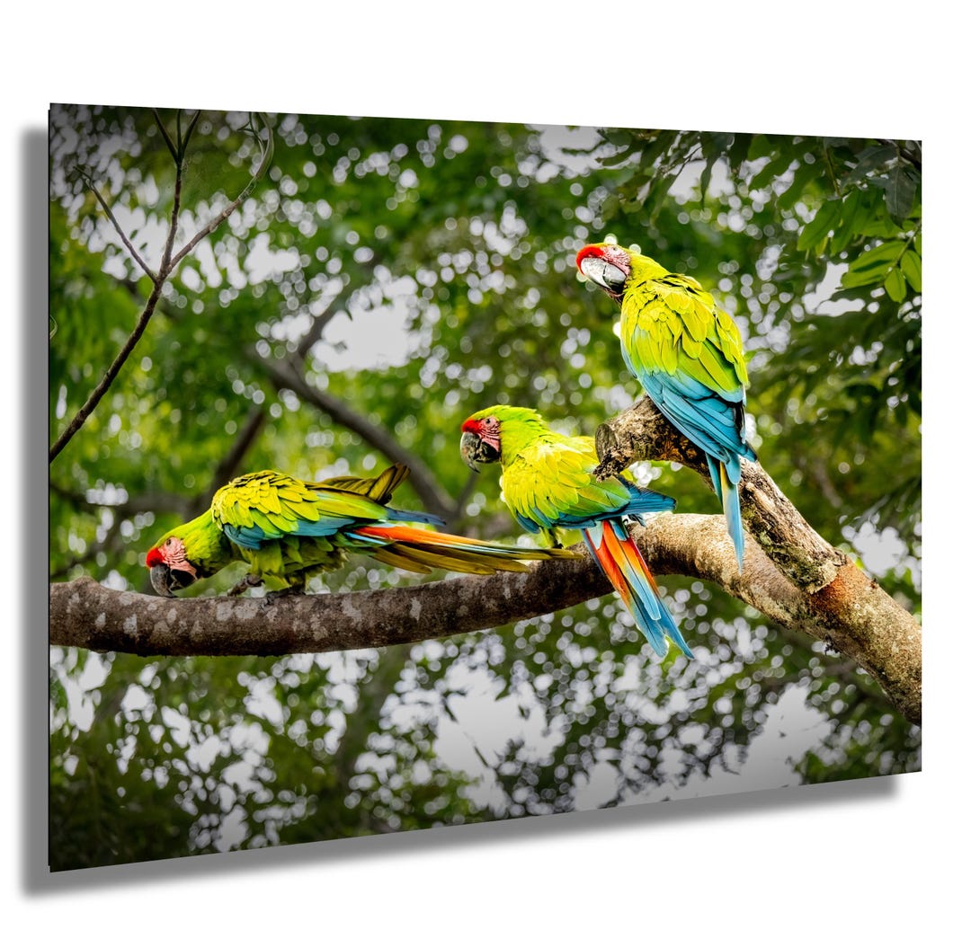 Green Macaw Photography Print, Costa Rica Parrots - Etsy