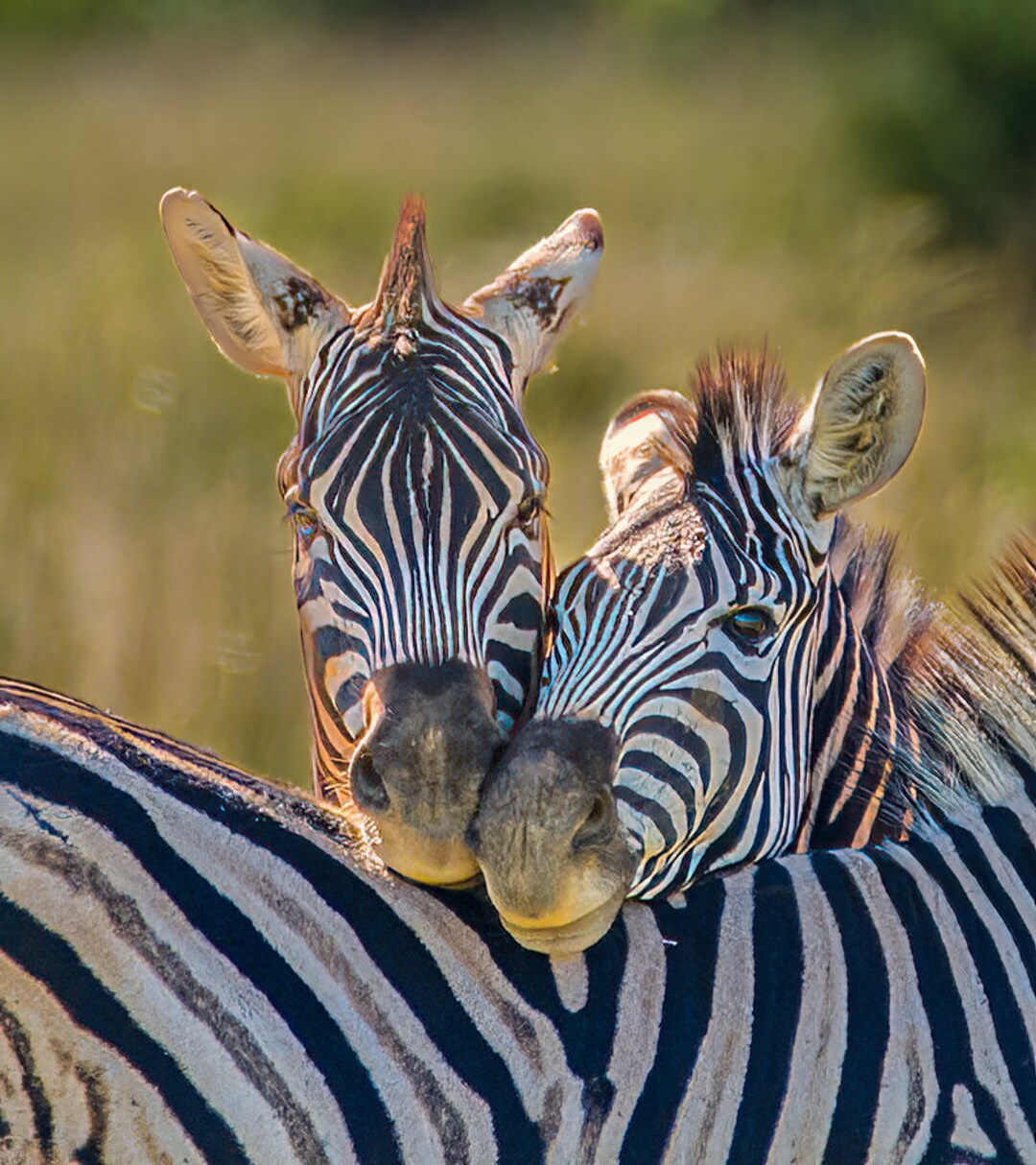 Close up Zebra Looking at Camera 2 Zebras Nuzzling Another Zebra ...