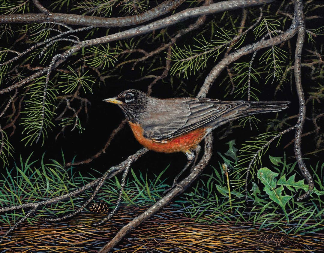 Robin Sitting on Pine Branch Note Card Boxed Set of 5 With Envelopes ...