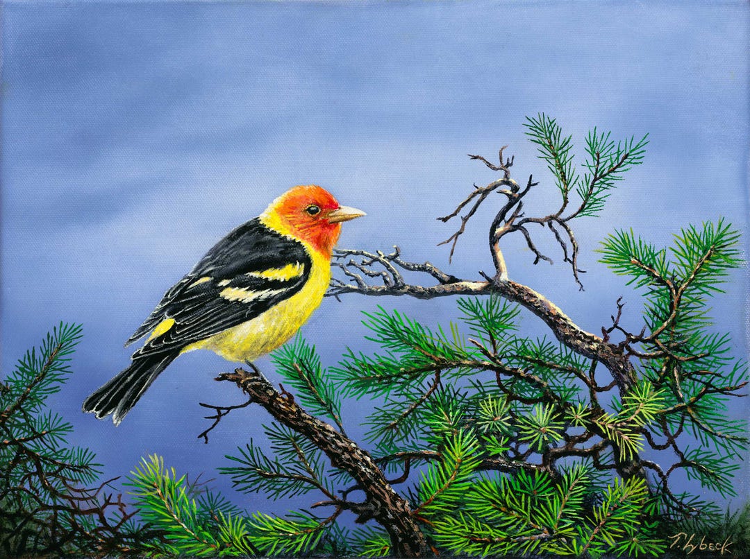 Western Tanager Original Oil Painting: Bird on Pine Branch, Framed - Etsy