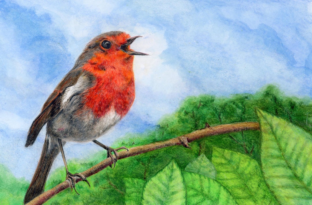 Robin Sitting on Branch and Singing, Color Pencil Original by Artist ...