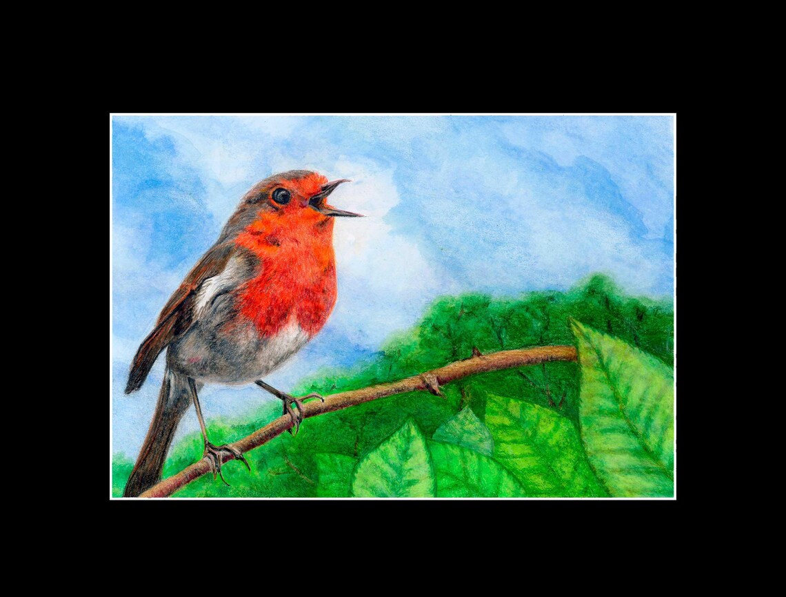 Robin Sitting on Branch and Singing, Color Pencil Original by Artist ...
