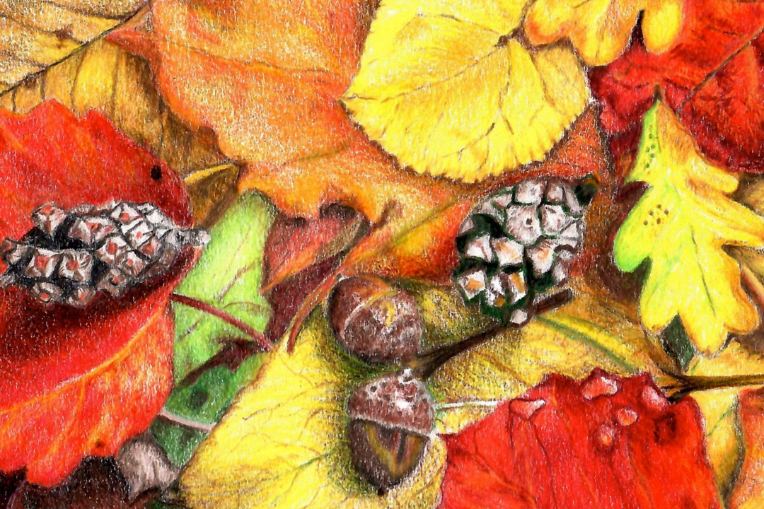 Fall Leaves Note Card: Color Pencil Drawing by Robin Lybeck - Etsy