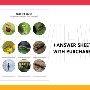 Insect Picture Game | Name the Bug | Family Quiz | Animal Trivia Game ...