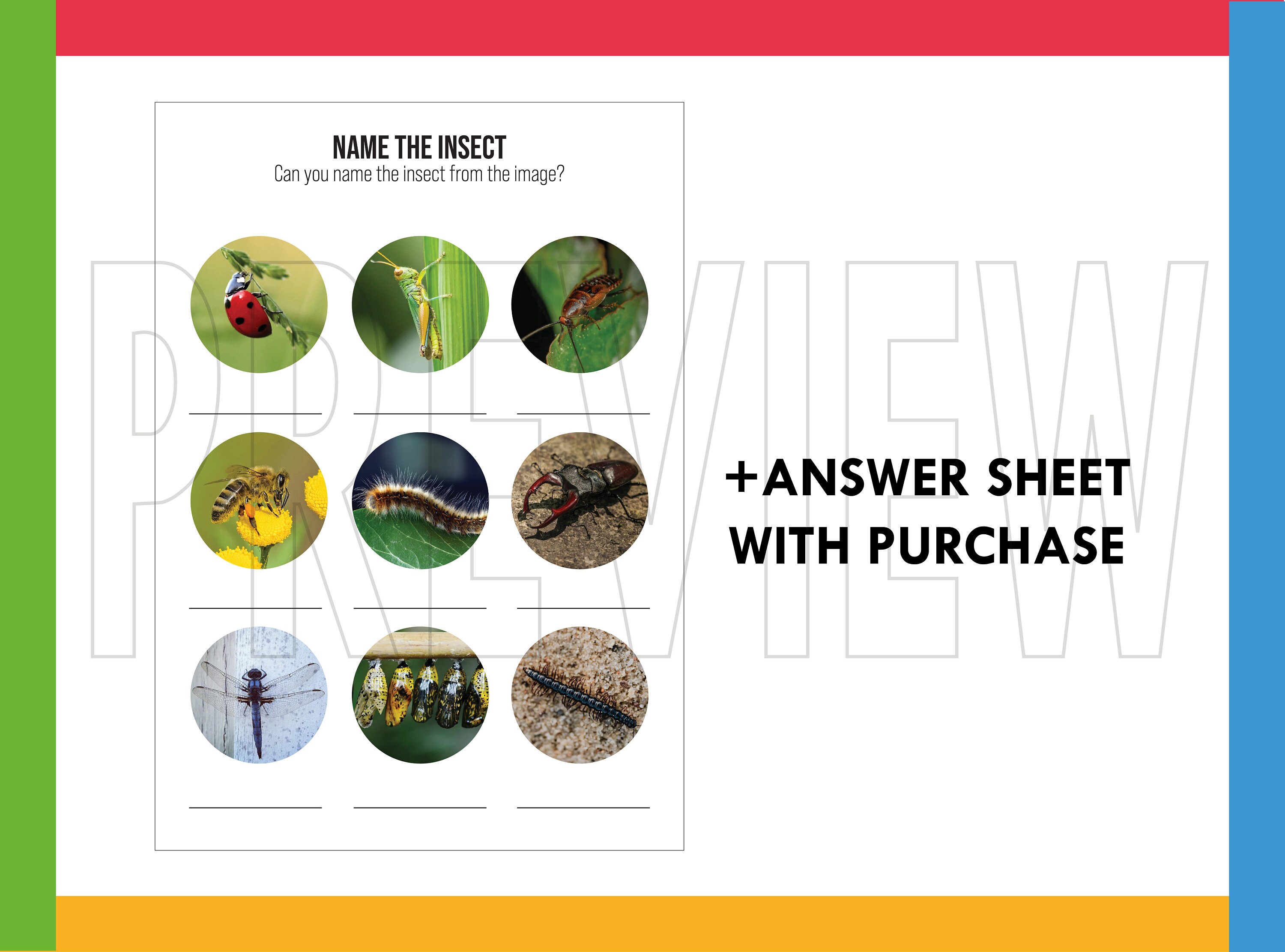 Insect Picture Game | Name the Bug | Family Quiz | Animal Trivia Game ...