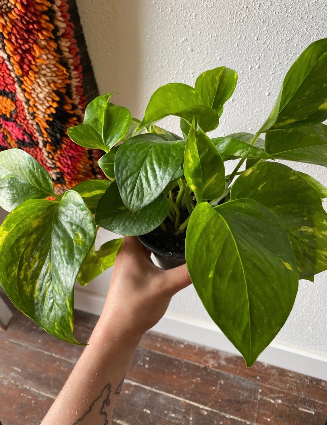 Golden Pothos Cutting Golden Devils Ivy Beginner Friendly Plant Cutting ...