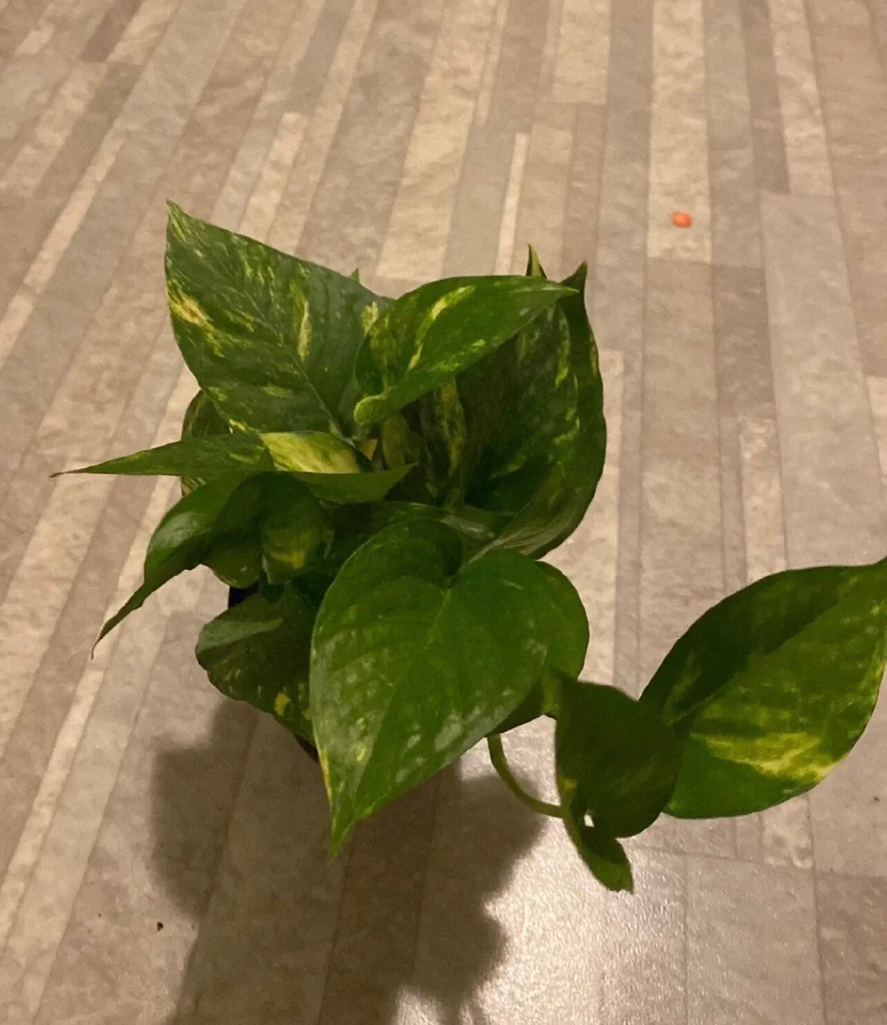 Golden Pothos Cutting Golden Devils Ivy Beginner Friendly Plant Cutting ...