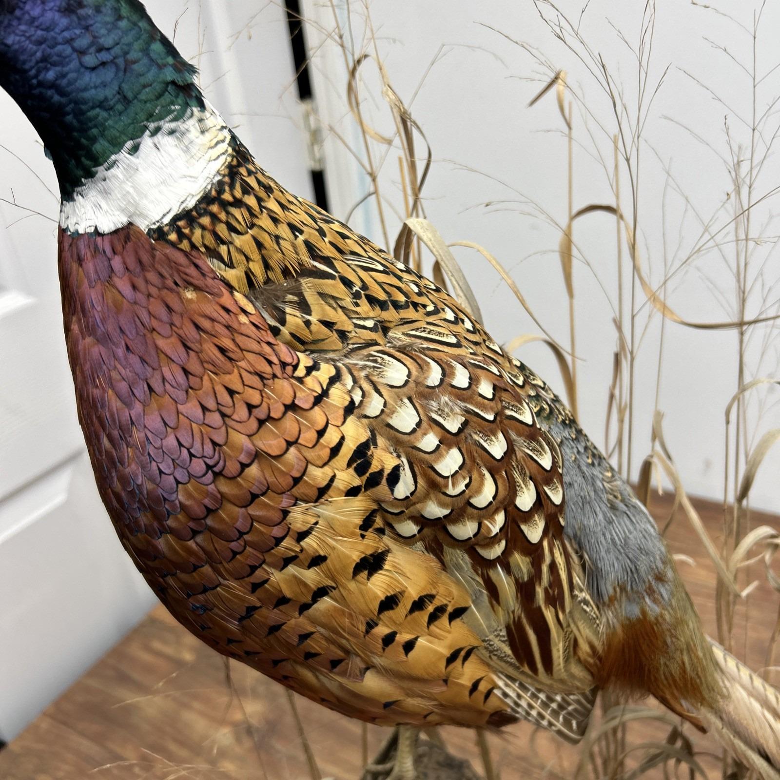 Ringneck Rooster Pheasant Taxidermy Standing Mount Habitat Base Foliage ...