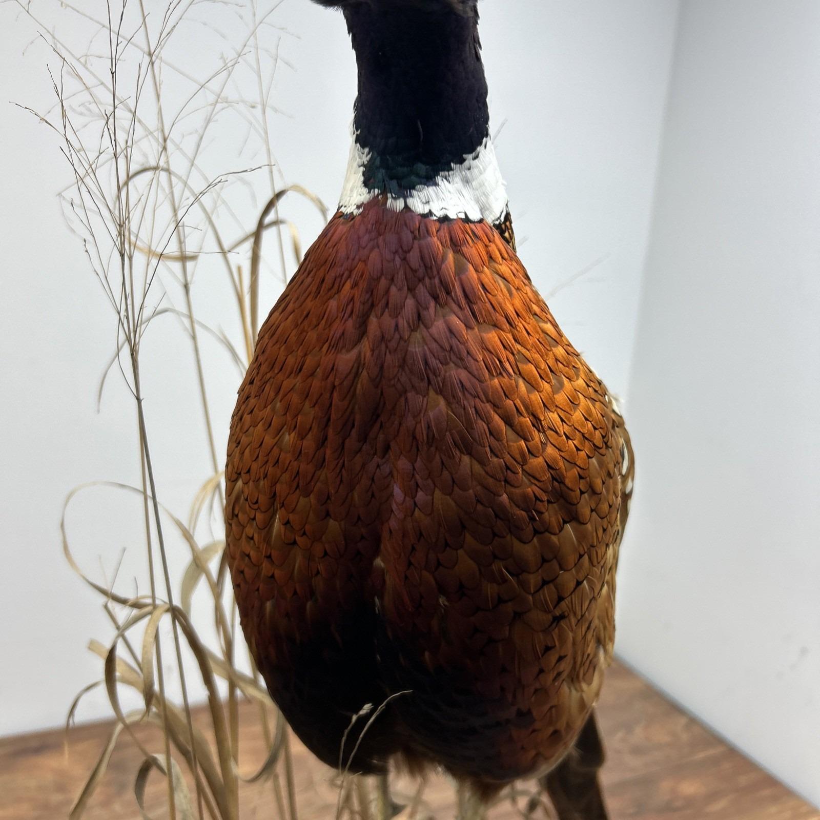 Ringneck Rooster Pheasant Taxidermy Standing Mount Habitat Base Foliage ...