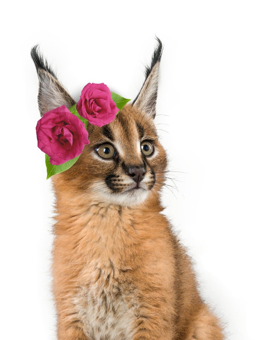 Lynx Printable Wall Art Nursery Decor. Digital Download Wall Prints ...