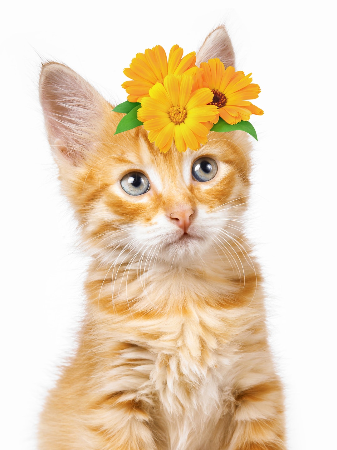 Kitten Poster Printable Download.printable Wall Art Cat Portrait Wall Art Cat Lover Gift Nursery ...