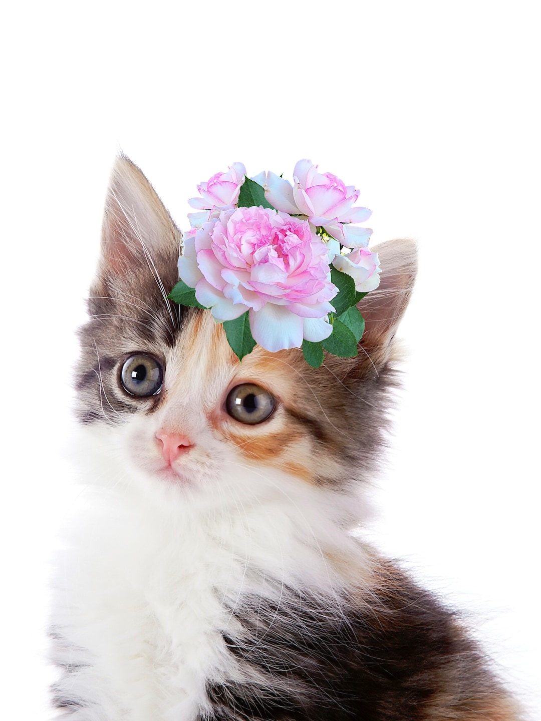 Kitten Poster Printable Download.printable Wall Art Cat Portrait Wall ...