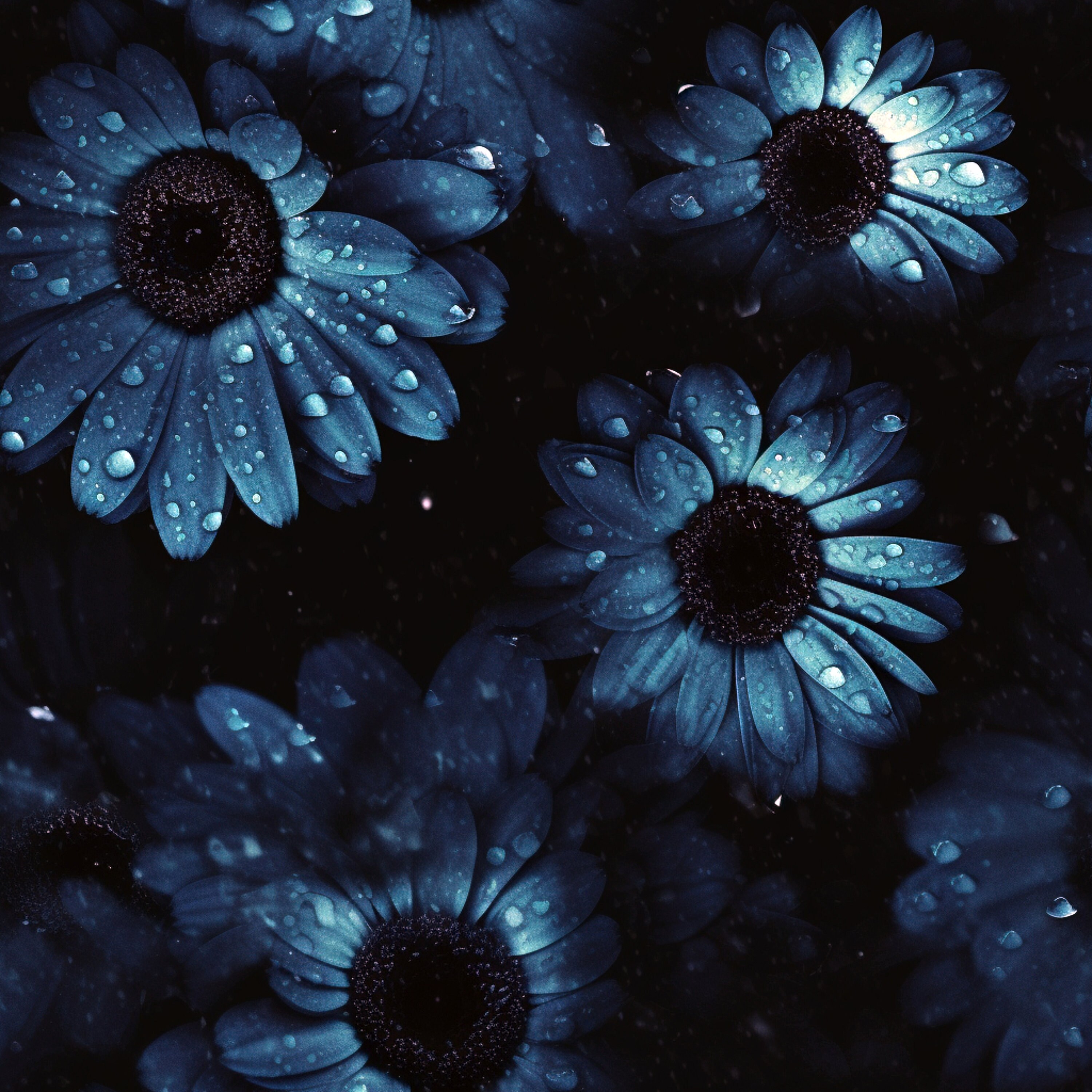 Dark Blue Daisies Seamless Digital Pattern, Navy Floral Printable Paper ...