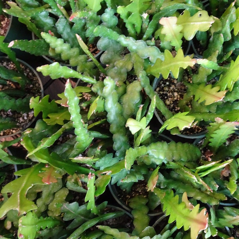 Ric Rac Cactus - Etsy