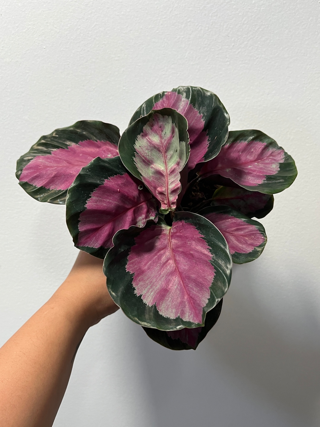 Calathea Rosy, Calathea Rosey Roseopicta, Clathea Roseapicta , Rosy ...