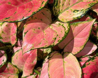 Aglaonema Pink Valentine Plant in a 4 Pot Variegated Chinese Evergreen ...