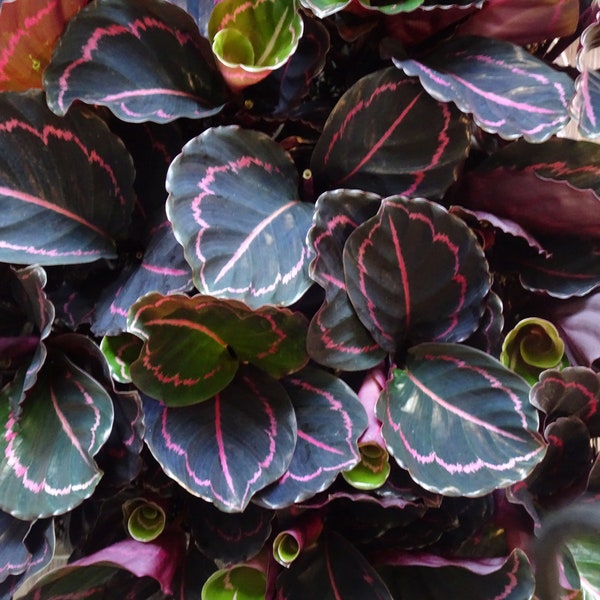 Calathea - Etsy