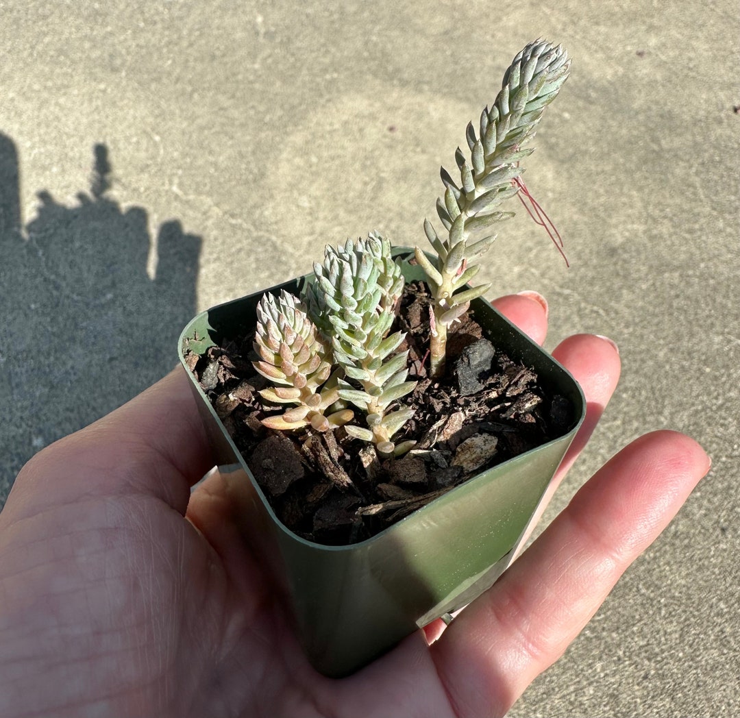 Sedum Reflexum (blue Spruce Stonecrop) Creeping Trailing Hardy ...