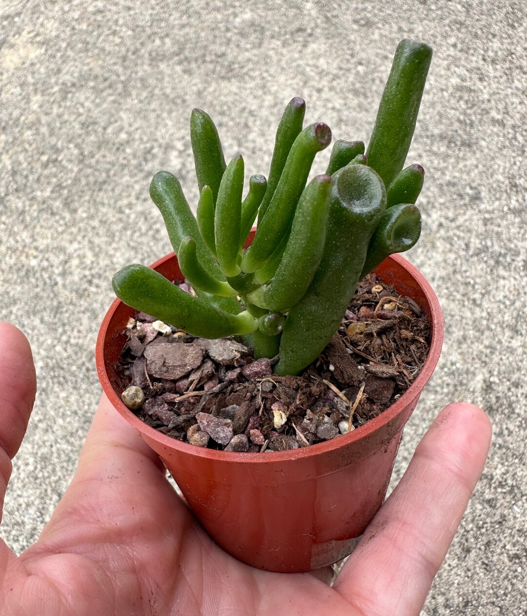 Ogre Ear Succulent (crassula Ovata Gollum Jade) Succulent in 2.75” Pot ...