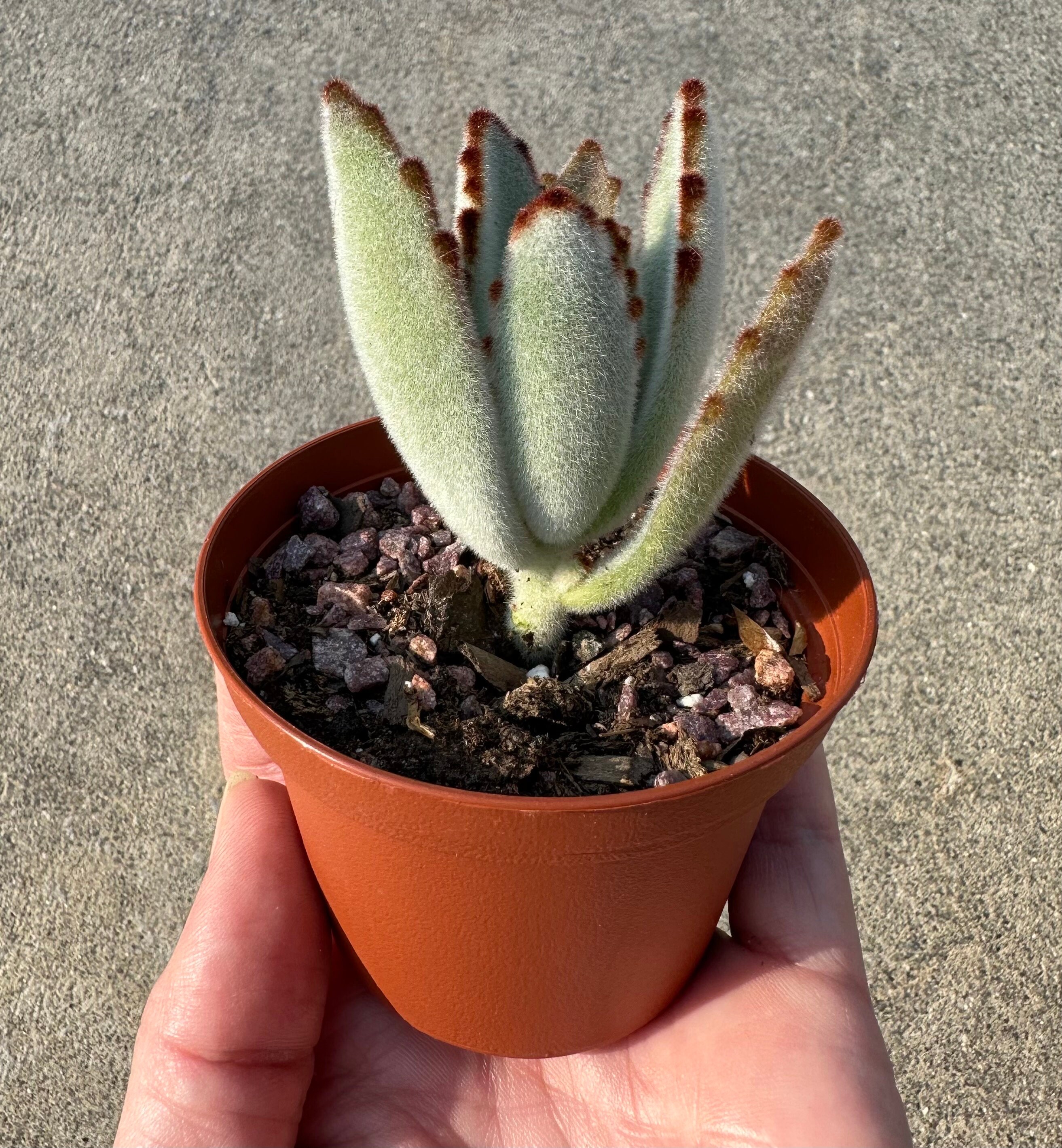 Kalanchoe Tomentosa 'chocolate Soldier' Succulent in - Etsy