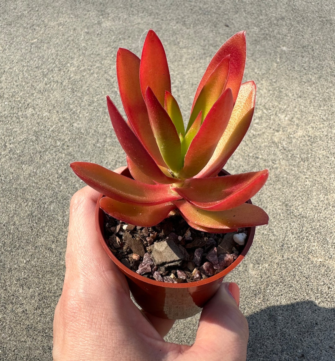 Crassula Capitella 'campfire' Succulent Plant in 2.75” Pot - Etsy